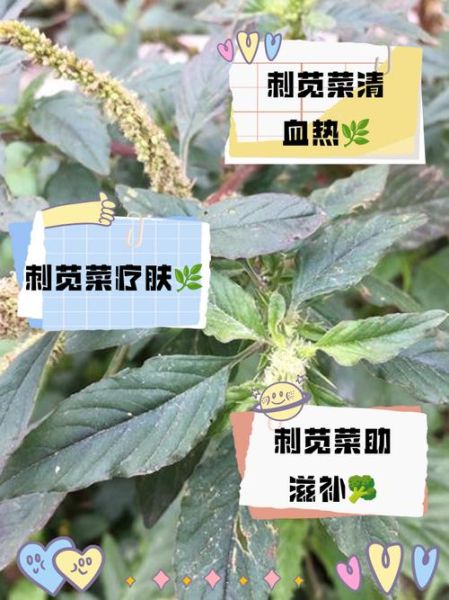 野刺苋菜根治痔疮图片_野刺苋菜根怎么用-第2张图片-山城妙识 野刺苋菜根治痔疮图片_野刺苋菜根怎么用-第2张图片-山城妙识