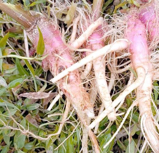 野刺苋菜根治痔疮图片_野刺苋菜根怎么用-第3张图片-山城妙识 野刺苋菜根治痔疮图片_野刺苋菜根怎么用-第3张图片-山城妙识