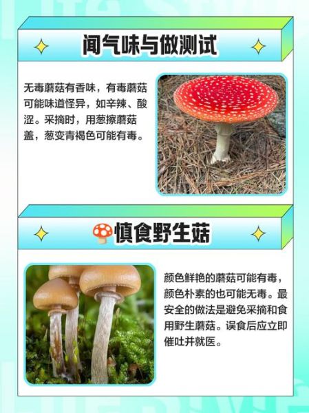 去山上捡蘑菇的诀窍_如何分辨毒蘑菇-第1张图片-山城妙识 去山上捡蘑菇的诀窍_如何分辨毒蘑菇-第1张图片-山城妙识