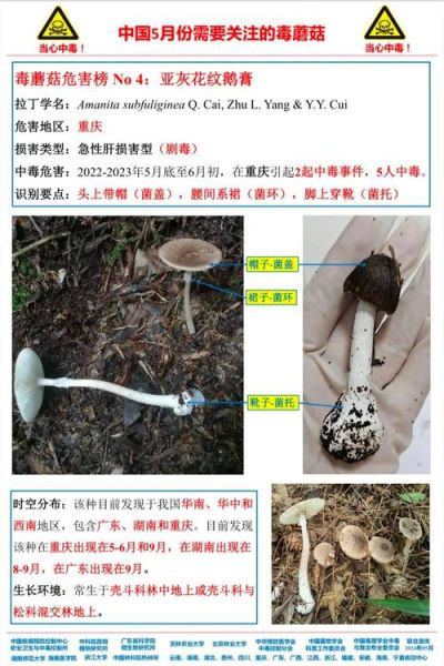 去山上捡蘑菇的诀窍_如何分辨毒蘑菇-第3张图片-山城妙识 去山上捡蘑菇的诀窍_如何分辨毒蘑菇-第3张图片-山城妙识