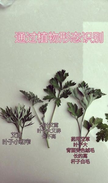 艾蒿图片怎么辨别_艾蒿与艾草区别-第1张图片-山城妙识 艾蒿图片怎么辨别_艾蒿与艾草区别-第1张图片-山城妙识