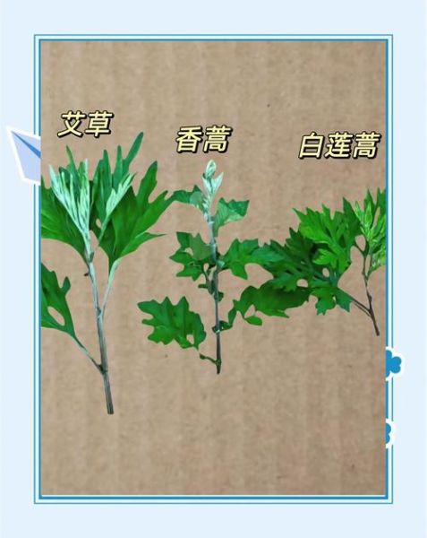 艾蒿图片怎么辨别_艾蒿与艾草区别-第2张图片-山城妙识 艾蒿图片怎么辨别_艾蒿与艾草区别-第2张图片-山城妙识