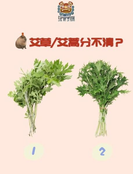 艾蒿图片怎么辨别_艾蒿与艾草区别-第3张图片-山城妙识 艾蒿图片怎么辨别_艾蒿与艾草区别-第3张图片-山城妙识