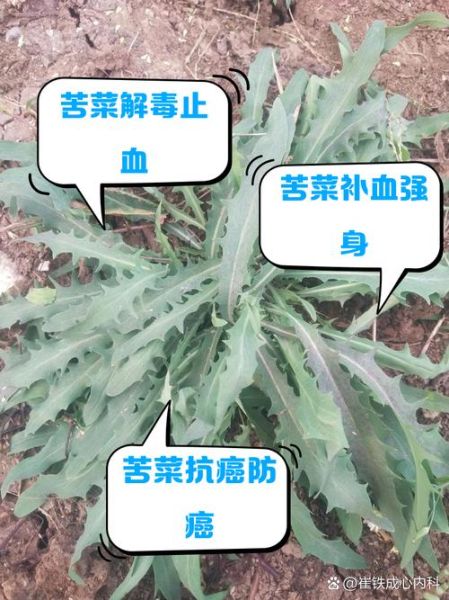 野生苦菜图片_如何识别与食用-第3张图片-山城妙识 野生苦菜图片_如何识别与食用-第3张图片-山城妙识