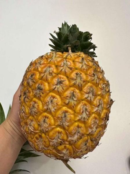 菠萝叶可以吃吗_菠萝叶的功效与作用-第3张图片-山城妙识 菠萝叶可以吃吗_菠萝叶的功效与作用-第3张图片-山城妙识