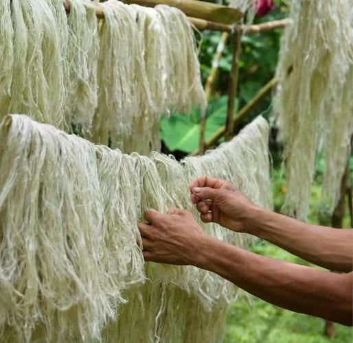 菠萝叶可以吃吗_菠萝叶的功效与作用-第2张图片-山城妙识 菠萝叶可以吃吗_菠萝叶的功效与作用-第2张图片-山城妙识