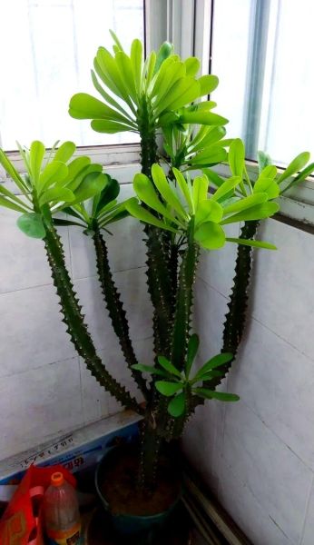 龙骨花图片大全_龙骨花怎么养才旺盛-第1张图片-山城妙识 龙骨花图片大全_龙骨花怎么养才旺盛-第1张图片-山城妙识