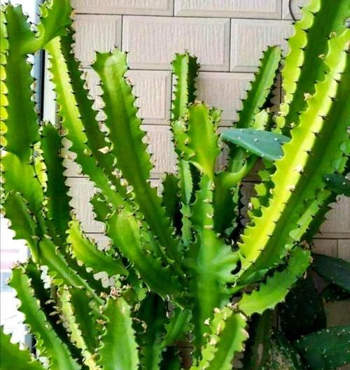 龙骨花图片大全_龙骨花怎么养才旺盛-第3张图片-山城妙识 龙骨花图片大全_龙骨花怎么养才旺盛-第3张图片-山城妙识