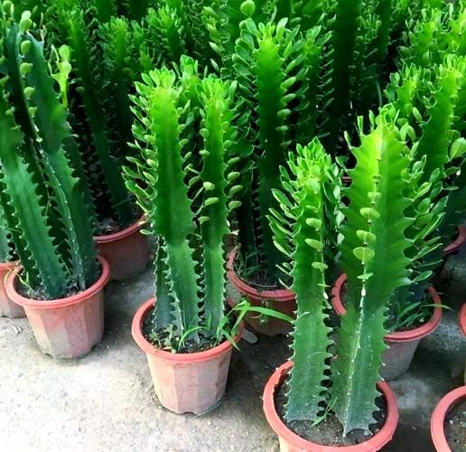龙骨花图片大全_龙骨花怎么养才旺盛-第2张图片-山城妙识 龙骨花图片大全_龙骨花怎么养才旺盛-第2张图片-山城妙识
