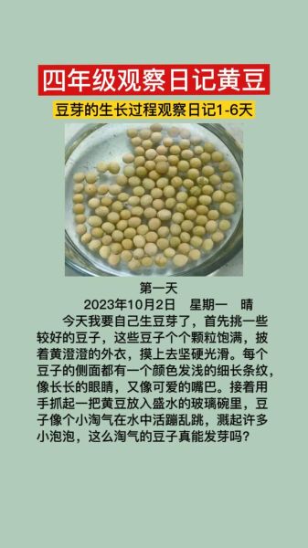 黄豆芽怎么种_黄豆芽七天变化记录-第1张图片-山城妙识