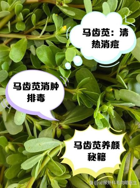马齿苋治痔疮永不复发_真的假的-第2张图片-山城妙识