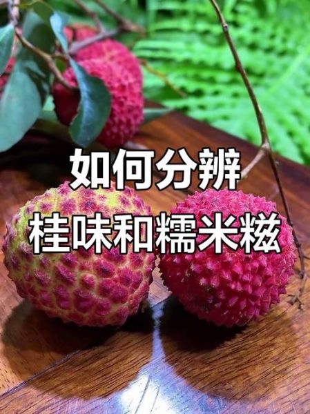 桂味和糯米糍哪个贵_价格差异解析-第1张图片-山城妙识