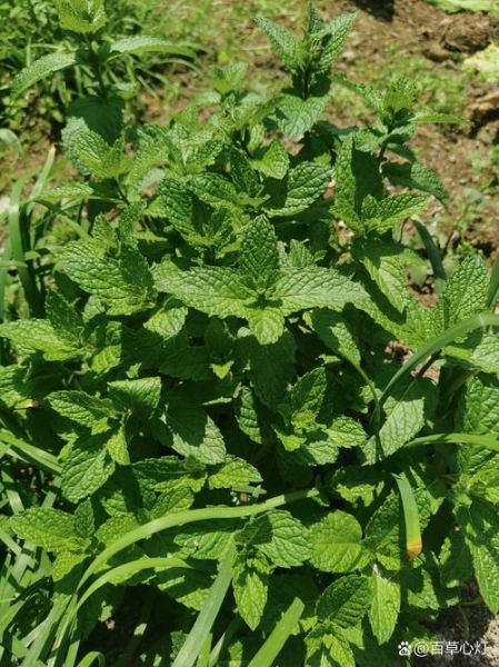 鱼香菜的功效与作用_鱼香菜怎么吃最好-第3张图片-山城妙识