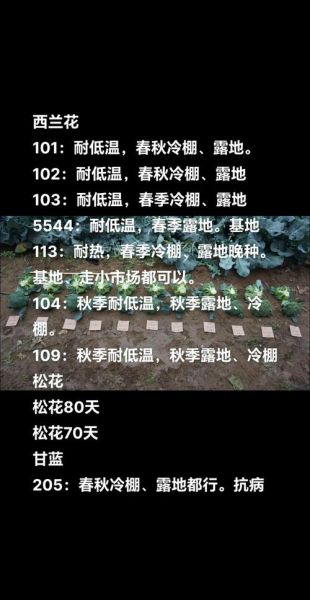 西兰花怎么种_西兰花种植时间和方法-第2张图片-山城妙识 西兰花怎么种_西兰花种植时间和方法-第2张图片-山城妙识
