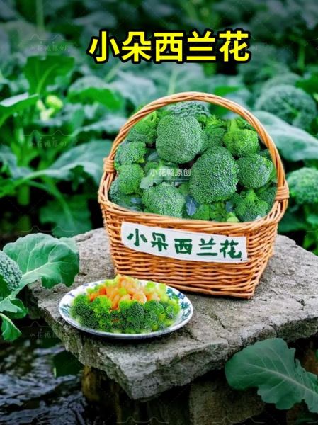 西兰花怎么种_西兰花种植时间和方法-第3张图片-山城妙识 西兰花怎么种_西兰花种植时间和方法-第3张图片-山城妙识