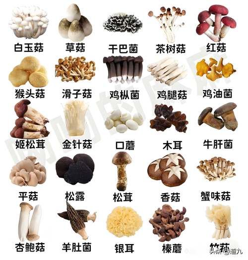 鸡枞菌怎么读_鸡枞菌的枞读zong还是cong-第1张图片-山城妙识