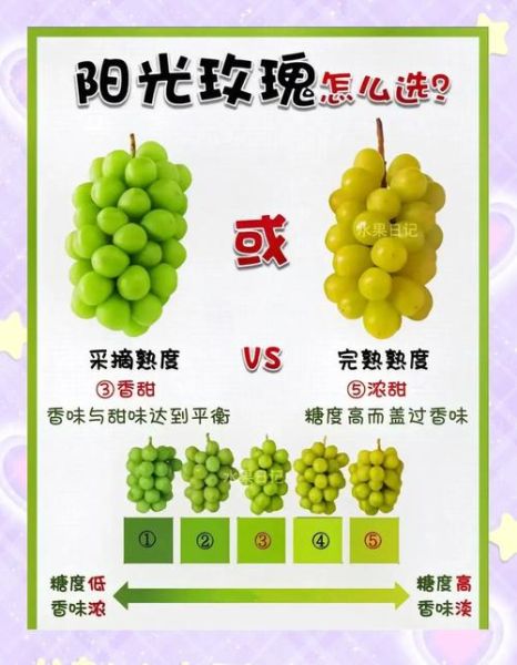 玫瑰香葡萄怎么挑选_玫瑰香葡萄产地哪里好-第1张图片-山城妙识
