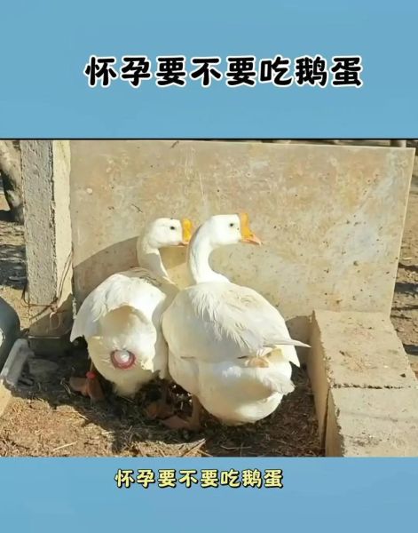 鹅蛋怎么吃去胎毒_孕妇吃鹅蛋去胎毒的正确方法-第3张图片-山城妙识 鹅蛋怎么吃去胎毒_孕妇吃鹅蛋去胎毒的正确方法-第3张图片-山城妙识