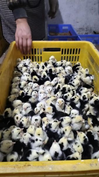 鸡苗多少钱一只_鸡苗价格行情-第2张图片-山城妙识 鸡苗多少钱一只_鸡苗价格行情-第2张图片-山城妙识
