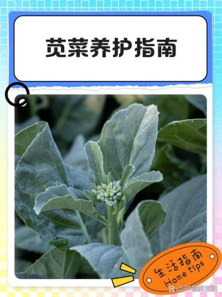 苋菜怎么择_苋菜择菜技巧-第1张图片-山城妙识 苋菜怎么择_苋菜择菜技巧-第1张图片-山城妙识