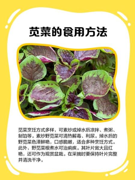 苋菜怎么择_苋菜择菜技巧-第3张图片-山城妙识 苋菜怎么择_苋菜择菜技巧-第3张图片-山城妙识