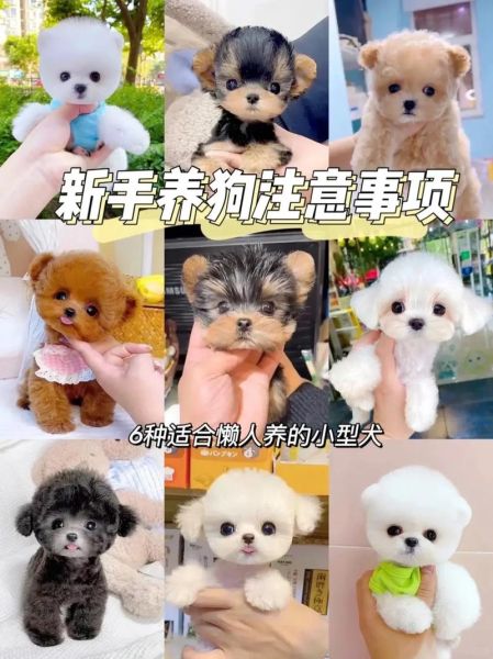 懒人适合养什么宠物_12种超省心萌宠推荐-第1张图片-山城妙识 懒人适合养什么宠物_12种超省心萌宠推荐-第1张图片-山城妙识