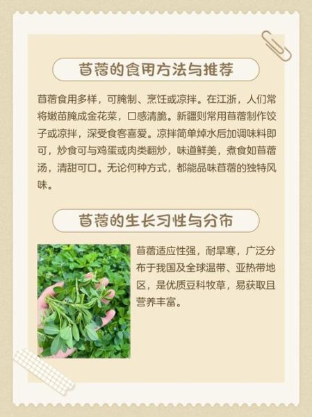 野生苜蓿能吃吗_野生苜蓿怎么吃才安全-第1张图片-山城妙识
