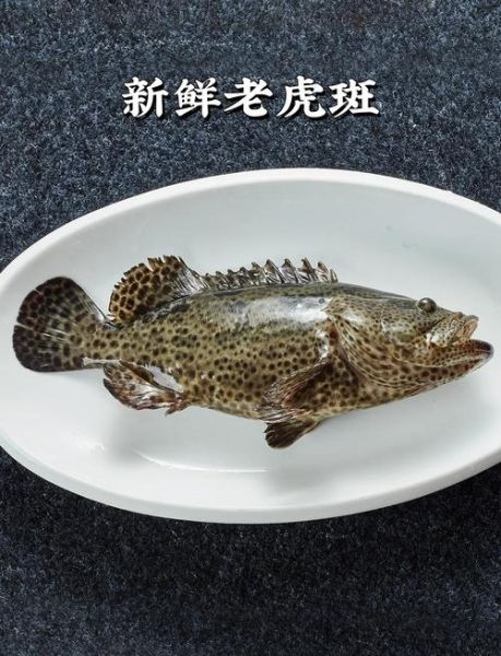老虎斑鱼怎么做好吃_清蒸老虎斑鱼的做法步骤-第1张图片-山城妙识 老虎斑鱼怎么做好吃_清蒸老虎斑鱼的做法步骤-第1张图片-山城妙识
