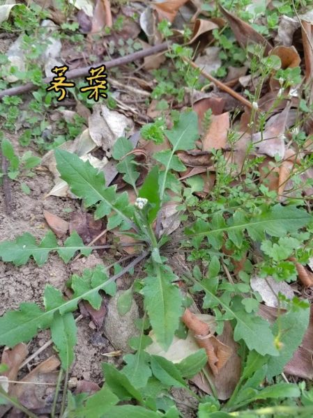 野生荠荠菜图片_荠荠菜怎么辨认-第2张图片-山城妙识