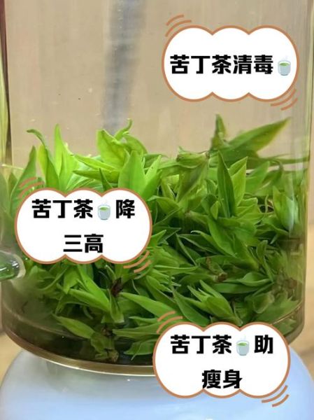 苦丁茶能治什么病_苦丁茶的功效与作用-第2张图片-山城妙识 苦丁茶能治什么病_苦丁茶的功效与作用-第2张图片-山城妙识