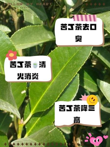 苦丁茶能治什么病_苦丁茶的功效与作用-第3张图片-山城妙识 苦丁茶能治什么病_苦丁茶的功效与作用-第3张图片-山城妙识