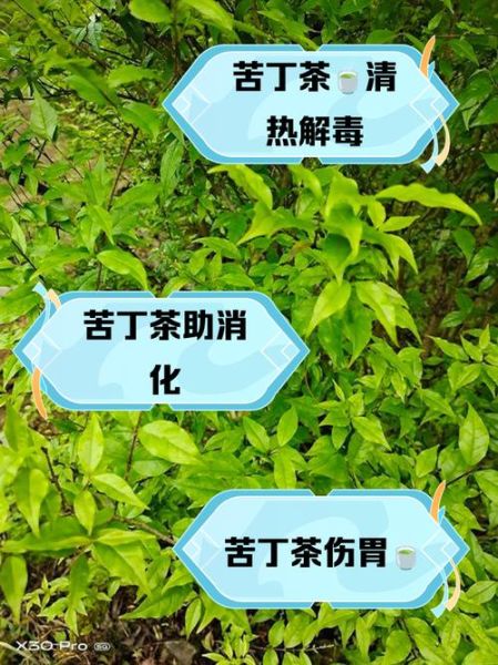 苦丁茶能治什么病_苦丁茶的功效与作用-第1张图片-山城妙识 苦丁茶能治什么病_苦丁茶的功效与作用-第1张图片-山城妙识
