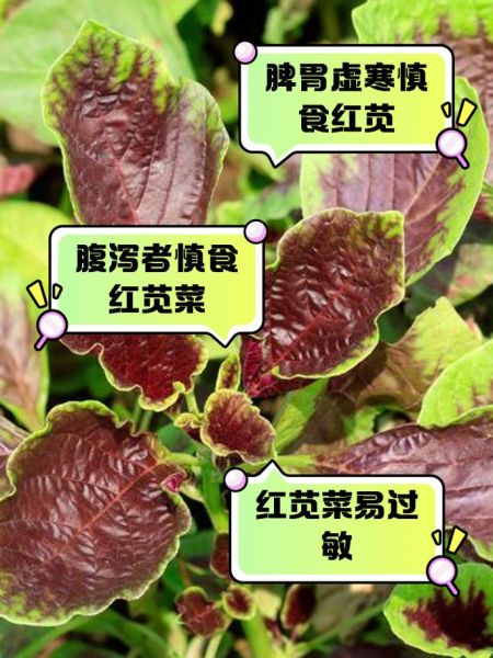 红苋菜的功效与作用禁忌_孕妇能吃吗-第2张图片-山城妙识