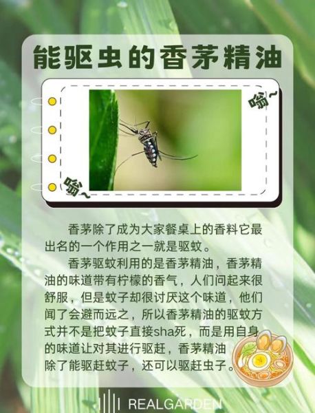 香茅油驱蚊效果怎么样_香茅油怎么用才有效-第1张图片-山城妙识