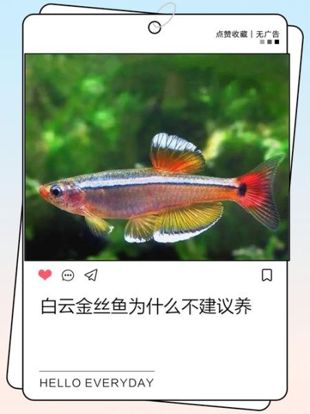 金丝鱼怎么繁殖_金丝鱼繁殖条件-第3张图片-山城妙识 金丝鱼怎么繁殖_金丝鱼繁殖条件-第3张图片-山城妙识