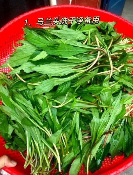 马兰头菜怎么做好吃_马兰头菜的功效与作用-第2张图片-山城妙识