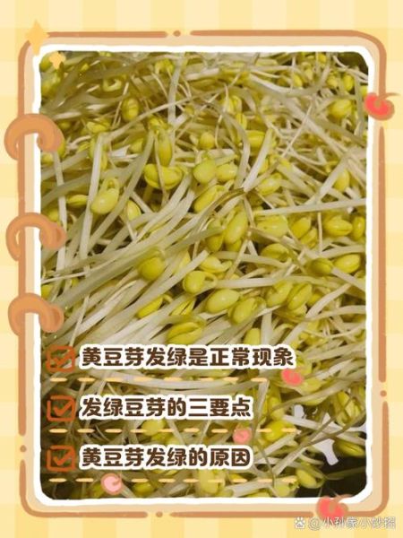 黄豆芽放了一天变绿了还能吃吗_黄豆芽变绿的原因-第1张图片-山城妙识