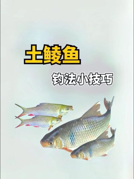 鲮鱼饵料怎么搭配_鲮鱼饵料配方大全-第3张图片-山城妙识