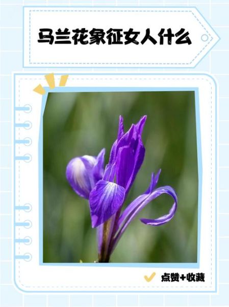 马兰花寓意是什么_马兰花象征什么-第3张图片-山城妙识