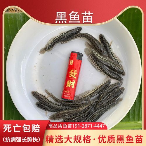 黑鱼苗多少钱一斤_黑鱼苗价格影响因素-第2张图片-山城妙识