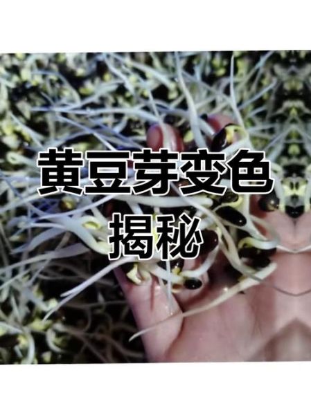 黄豆芽放了一天变绿了还能吃吗_黄豆芽变绿的原因-第3张图片-山城妙识
