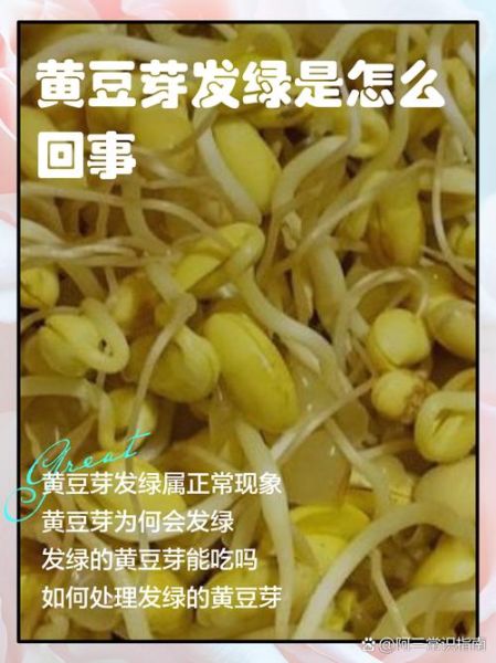 黄豆芽放了一天变绿了还能吃吗_黄豆芽变绿的原因-第2张图片-山城妙识