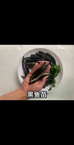 黑鱼苗多少钱一斤_黑鱼苗价格影响因素-第1张图片-山城妙识