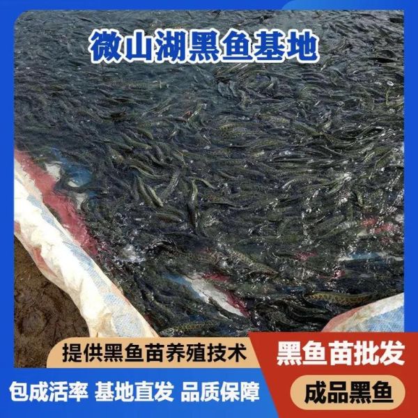 黑鱼苗多少钱一斤_黑鱼苗价格影响因素-第3张图片-山城妙识