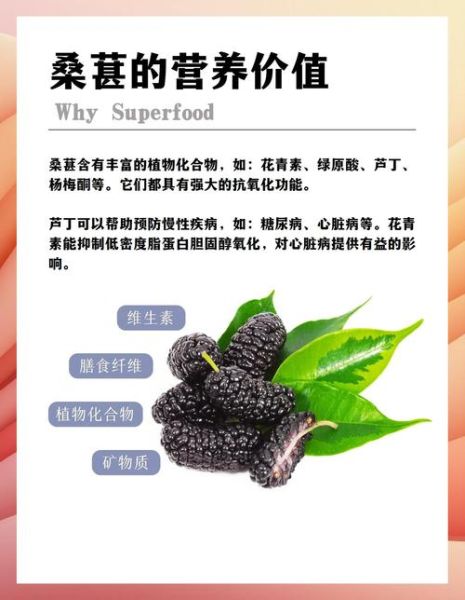 桑椹的作用和功效有哪些_桑椹怎么吃效果最好-第1张图片-山城妙识 桑椹的作用和功效有哪些_桑椹怎么吃效果最好-第1张图片-山城妙识