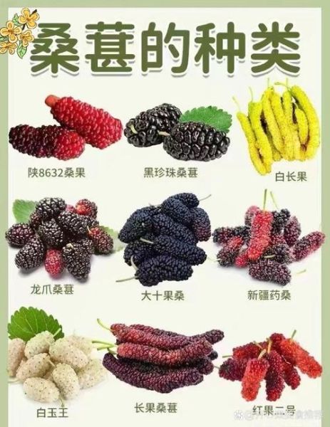 桑椹的作用和功效有哪些_桑椹怎么吃效果最好-第3张图片-山城妙识 桑椹的作用和功效有哪些_桑椹怎么吃效果最好-第3张图片-山城妙识