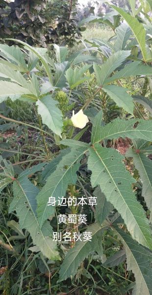 黄蜀葵花副作用有哪些_黄蜀葵花吃了会拉肚子吗-第1张图片-山城妙识