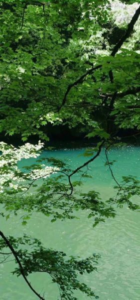 绿色背景图怎么搭配_绿色背景图适合什么场景-第3张图片-山城妙识 绿色背景图怎么搭配_绿色背景图适合什么场景-第3张图片-山城妙识