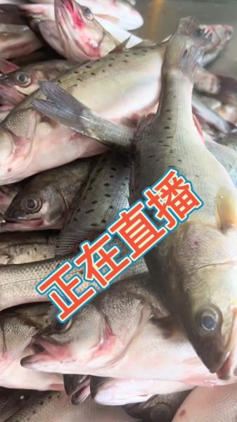 菜市场鲈鱼多少钱一斤_新鲜鲈鱼价格行情-第1张图片-山城妙识 菜市场鲈鱼多少钱一斤_新鲜鲈鱼价格行情-第1张图片-山城妙识