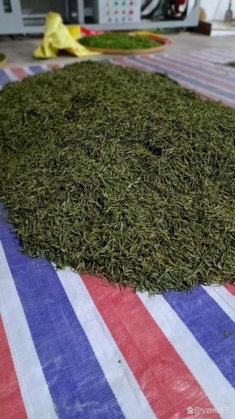 黄山毛峰茶叶图片大全_如何辨别真假-第3张图片-山城妙识 黄山毛峰茶叶图片大全_如何辨别真假-第3张图片-山城妙识